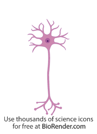 BioRender | Multipolar neuron (motor, curved)