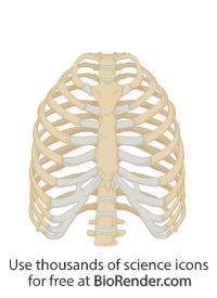 BioRender | Pelvis (female, anterior view)