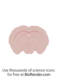 BioRender | Mouse brain (dorsal view)