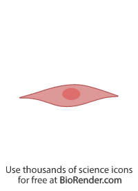a spindle-shaped generic cell with nucleus