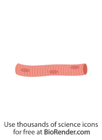 BioRender | Life Science Icons