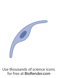 BioRender | Life Science Icons