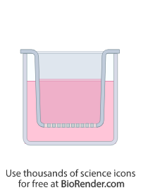 BioRender | Transwell filter 2