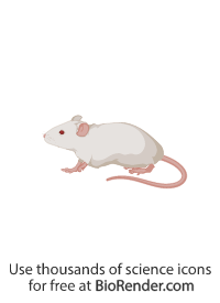 BioRender | Mouse (lateral 1, with organs)