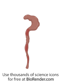 BioRender | Mouse colon, healthy