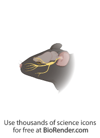 BioRender | Mouse leg bone (tibia and fibula)