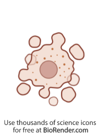 A cell undergoing membrane blebbing