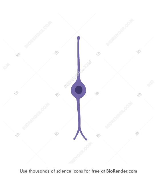 BioRender | Retinal cell (bipolar) BioRender | Retinal cell (bipolar)