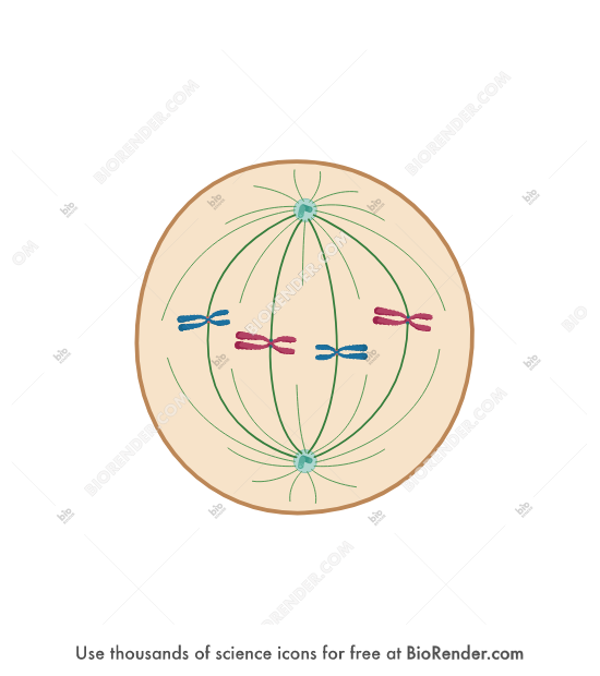 BioRender | Mitosis (3. Prometaphase)