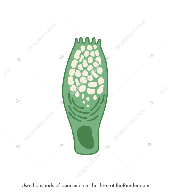 BioRender | Goblet cell