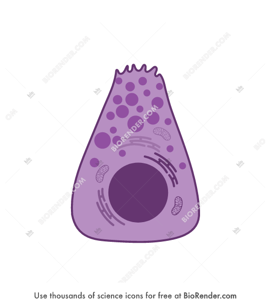 BioRender | Acinar cell (pancreatic)