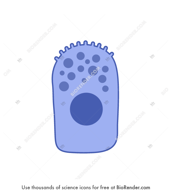 BioRender | Club cell