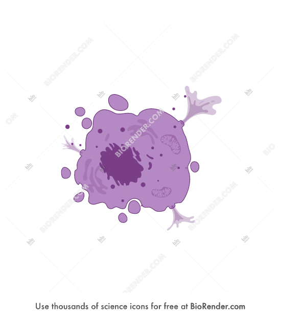 BioRender | Cell death (pyroptosis)