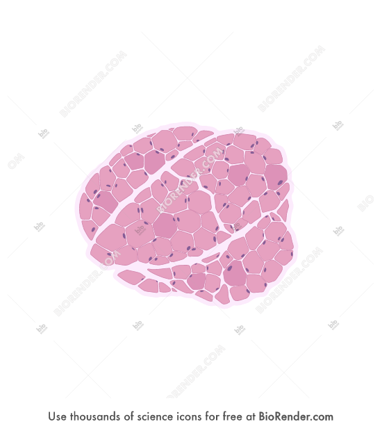 BioRender | Life Science Icons