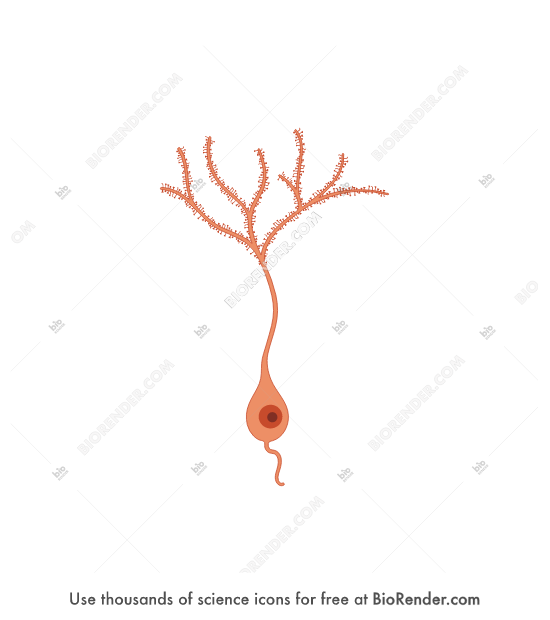 BioRender | Granule neuron (immature)