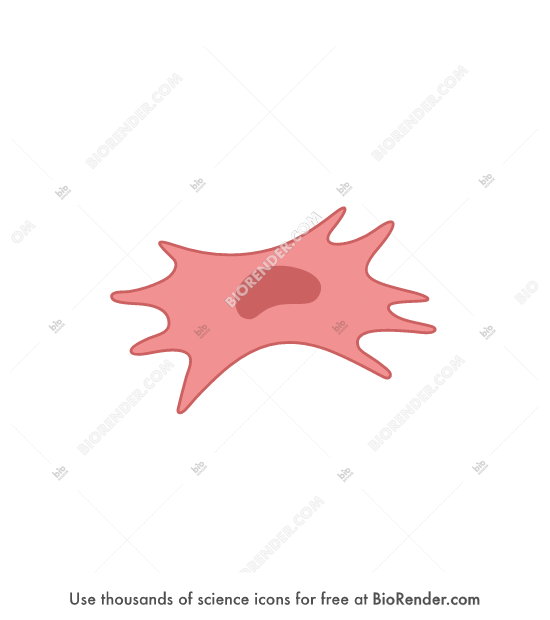 Biorender Mesenchymal Stem Cell