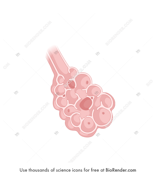 BioRender | Alveoli cross section