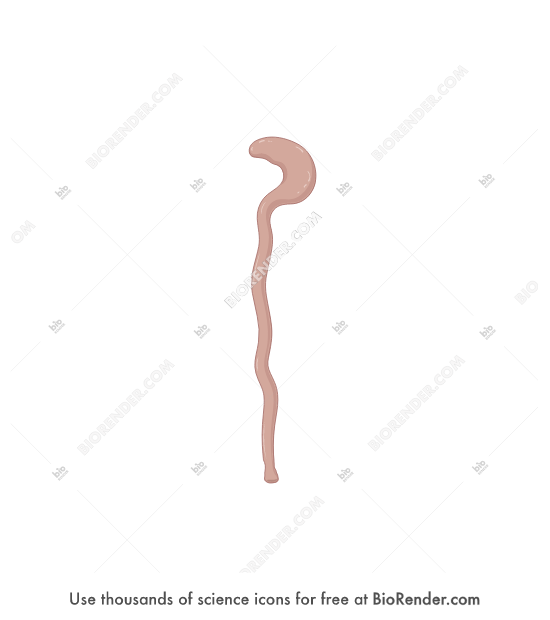 BioRender | Mouse colon, healthy