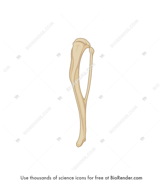 BioRender | Mouse leg bone (tibia and fibula)