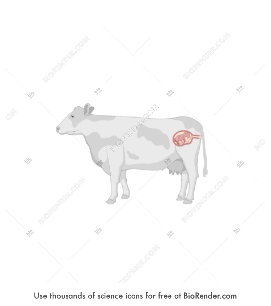 Cow pregnant with an early stage fetus, showing the placental membrane ...