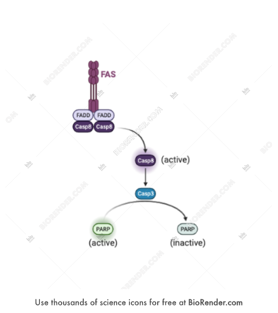 BioRender | Life Science Icons