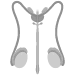 Free Male reproductive system Icons, Symbols & Images | BioRender