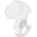 Free Hip bone (lateral view) Icons, Symbols & Images | BioRender