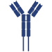 Free Antibody IgE (membrane-bound) Icons, Symbols & Images | BioRender