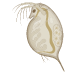 Free Daphnia magna Icons, Symbols & Images | BioRender