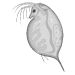 Free Daphnia magna Icons, Symbols & Images | BioRender
