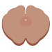 Free Brainstem cross-section - medulla (dorsal column - blank) Icons ...