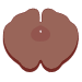 Free Brainstem cross-section - medulla (dorsal column - blank) Icons ...