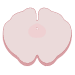 Free Brainstem cross-section - medulla (dorsal column - blank) Icons ...