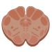 Free Brainstem cross-section - medulla (dorsal column) Icons, Symbols ...