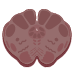 Free Brainstem cross-section - medulla (dorsal column) Icons, Symbols ...
