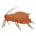 Free Aphid (side view) Icons, Symbols & Images | BioRender