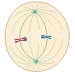 Free Meiosis (09. Prometaphase II, B) Icons, Symbols & Images | BioRender