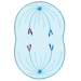 Free Meiosis (11. Anaphase II, B) Icons, Symbols & Images | BioRender
