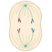 Free Meiosis (11. Anaphase II, B) Icons, Symbols & Images | BioRender