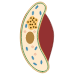 Free Plasmodium falciparum Gamete Stage 5 Female Icons, Symbols ...