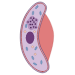 Free Plasmodium falciparum Gamete Stage 5 Female Icons, Symbols ...