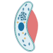 Free Plasmodium falciparum Gamete Stage 5 Female Icons, Symbols ...