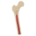 Free Bone marrow (femur, red) Icons, Symbols & Images | BioRender