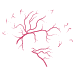 Free Arteries (Brain, lateral) Icons, Symbols & Images | BioRender