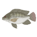 Free Tilapia Icons, Symbols & Images | BioRender