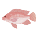 Free Tilapia Icons, Symbols & Images | BioRender