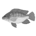 Free Tilapia Icons, Symbols & Images | BioRender