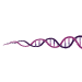 Free DNA (tapered) Icons, Symbols & Images | BioRender