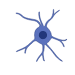 Free Oligodendrocyte (progenitor, late) Icons, Symbols & Images | BioRender