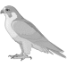Free Peregrine falcon Icons, Symbols & Images | BioRender